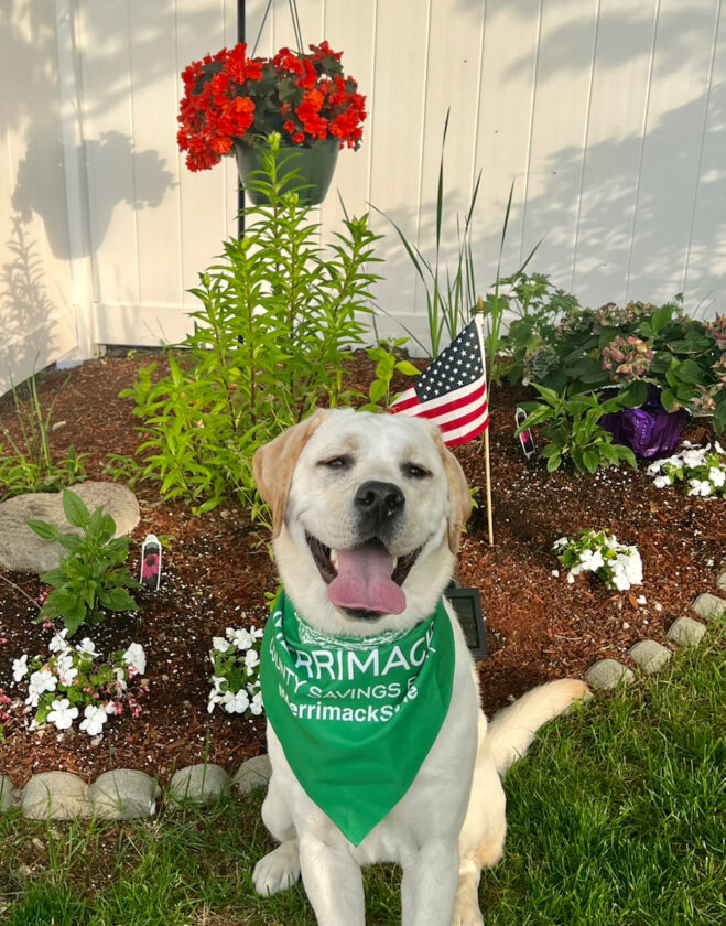 The Merrimack kicks off Dog Days of Summer photo and coloring contest ...